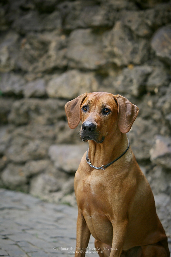 Jonas the King of Luanda - LUANDA Rhodesian Ridgebacks